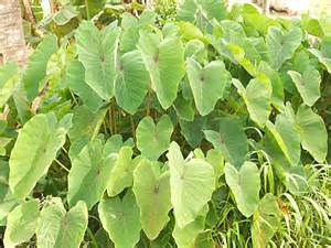 Calalou :: GWAD'AMAP